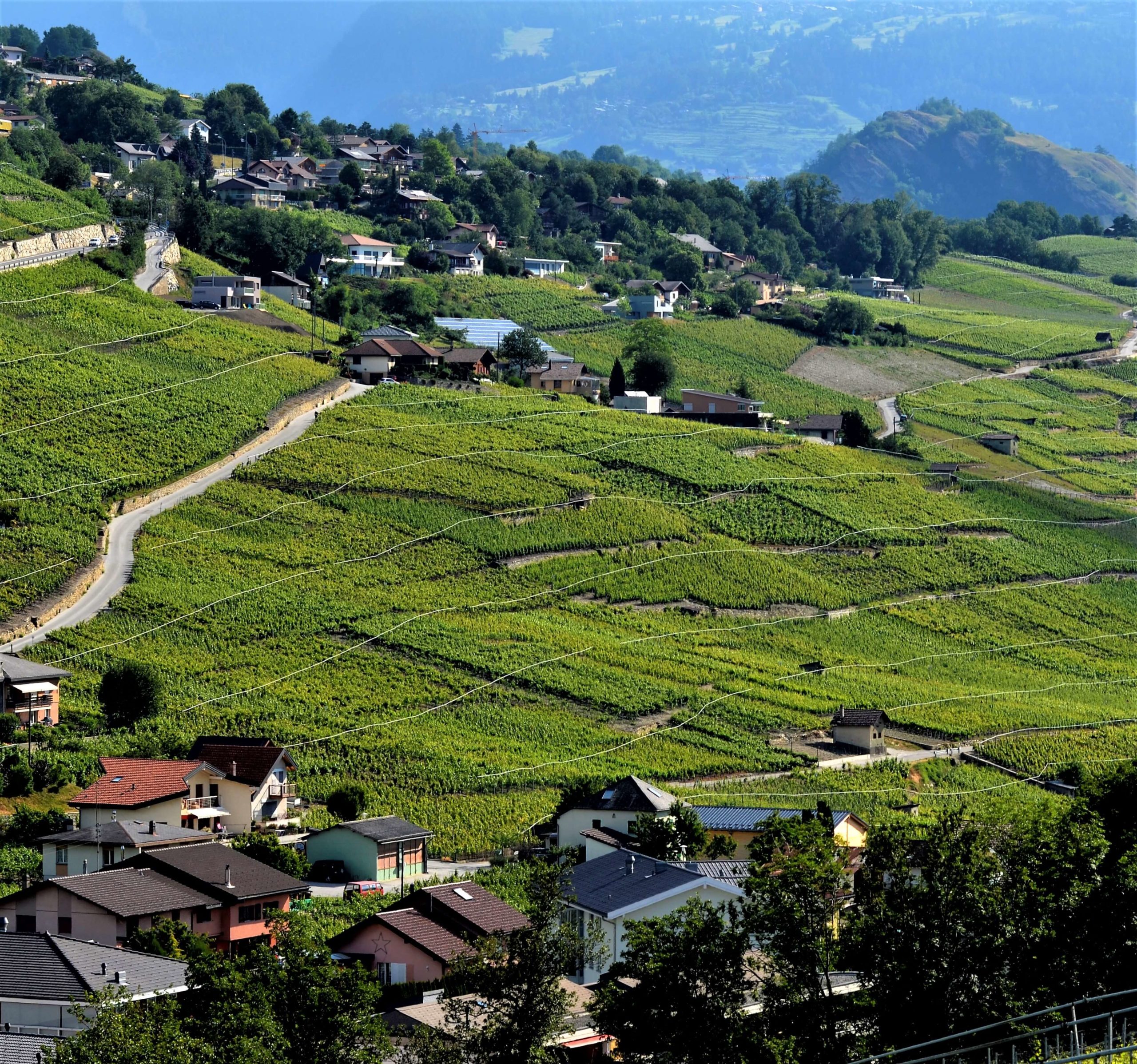Chemin des Vignes - Grimisuat, écrin résidentiel - Valais